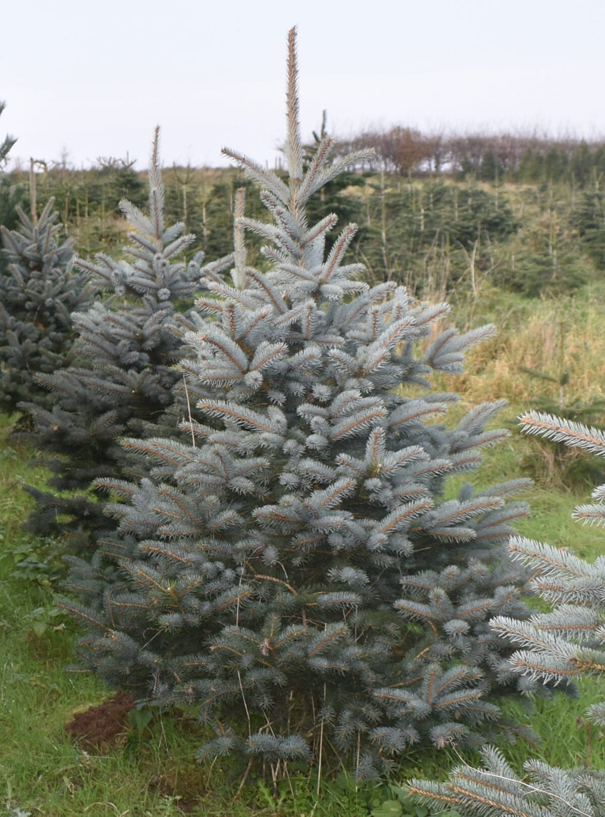 Tree Guide - Digby Farm