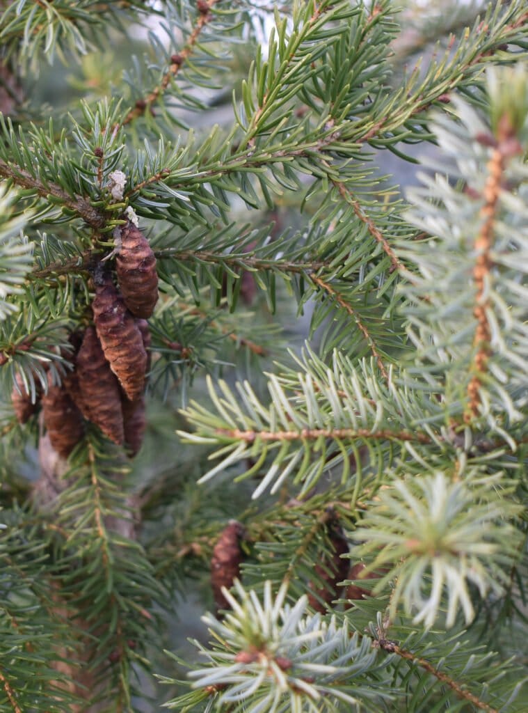 Tree Guide - Digby Farm